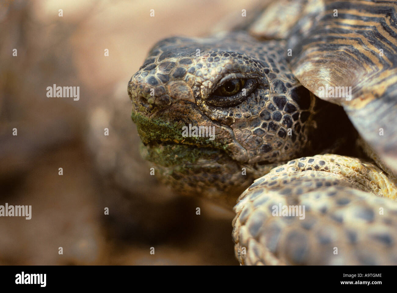 Desert tortoise. Mojave Desert, California Stock Photo - Alamy