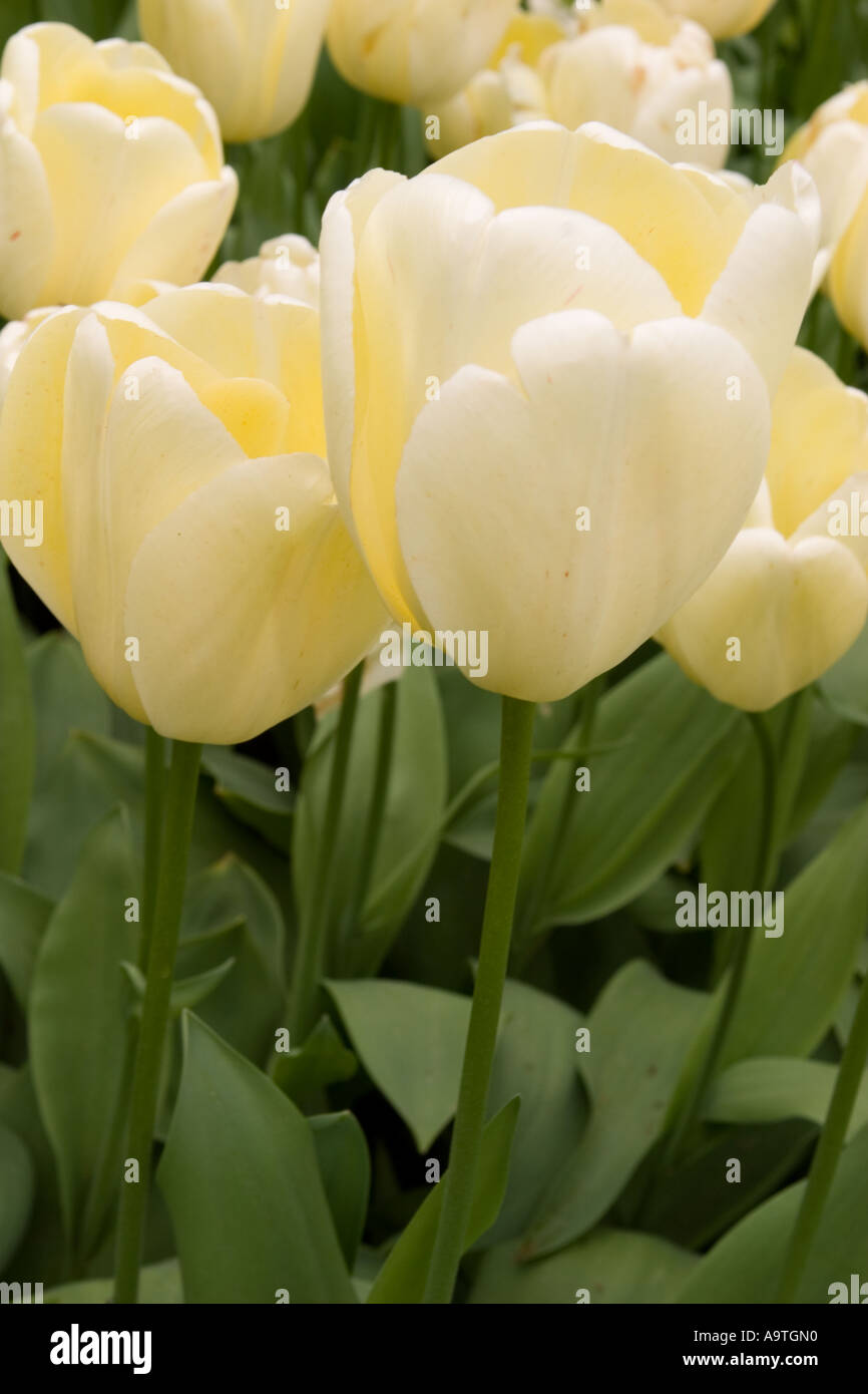 Floradale hi-res stock photography and images - Alamy