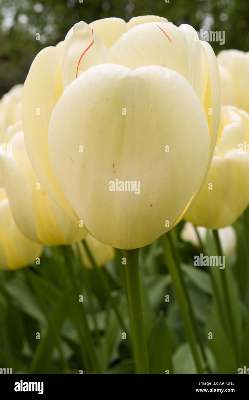 Darwin Hybrid Tulip Ivory Floradale Stock Photo - Alamy