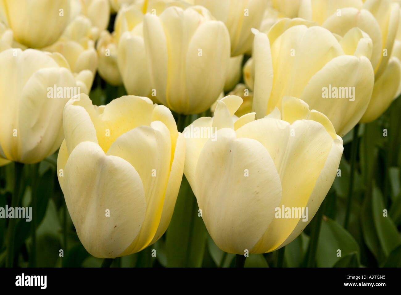 Darwin Hybrid Tulip Ivory Floradale Stock Photo - Alamy