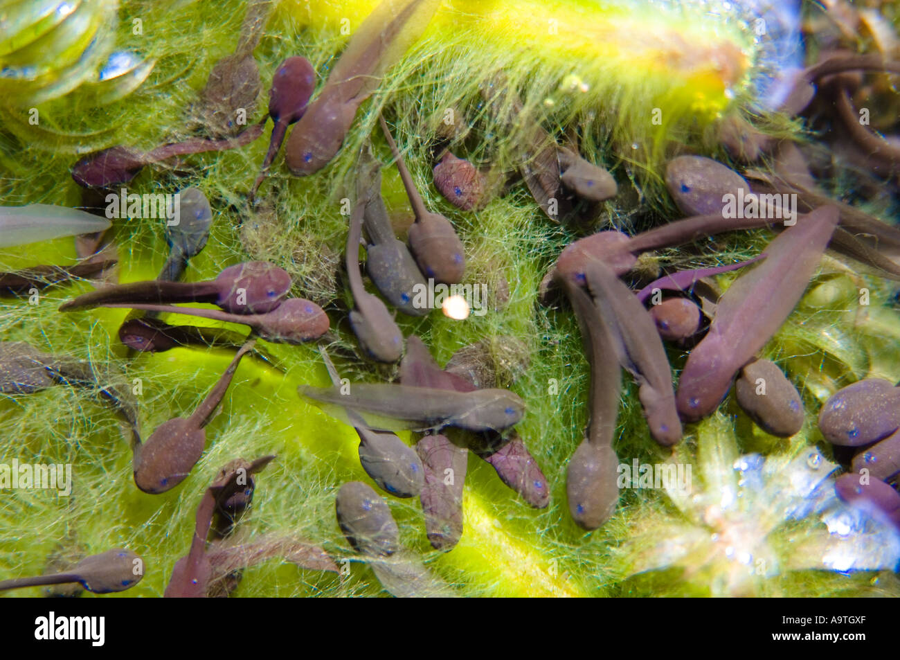 Tadpoles frog spawn amphibia hi-res stock photography and images - Alamy