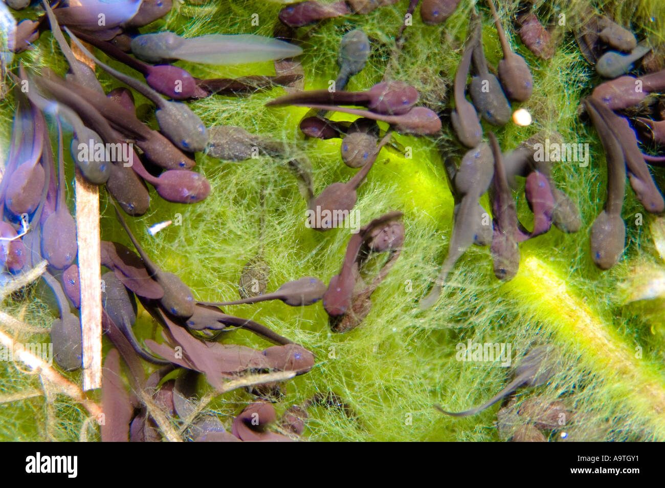 Tadpoles frog spawn amphibia hi-res stock photography and images - Alamy