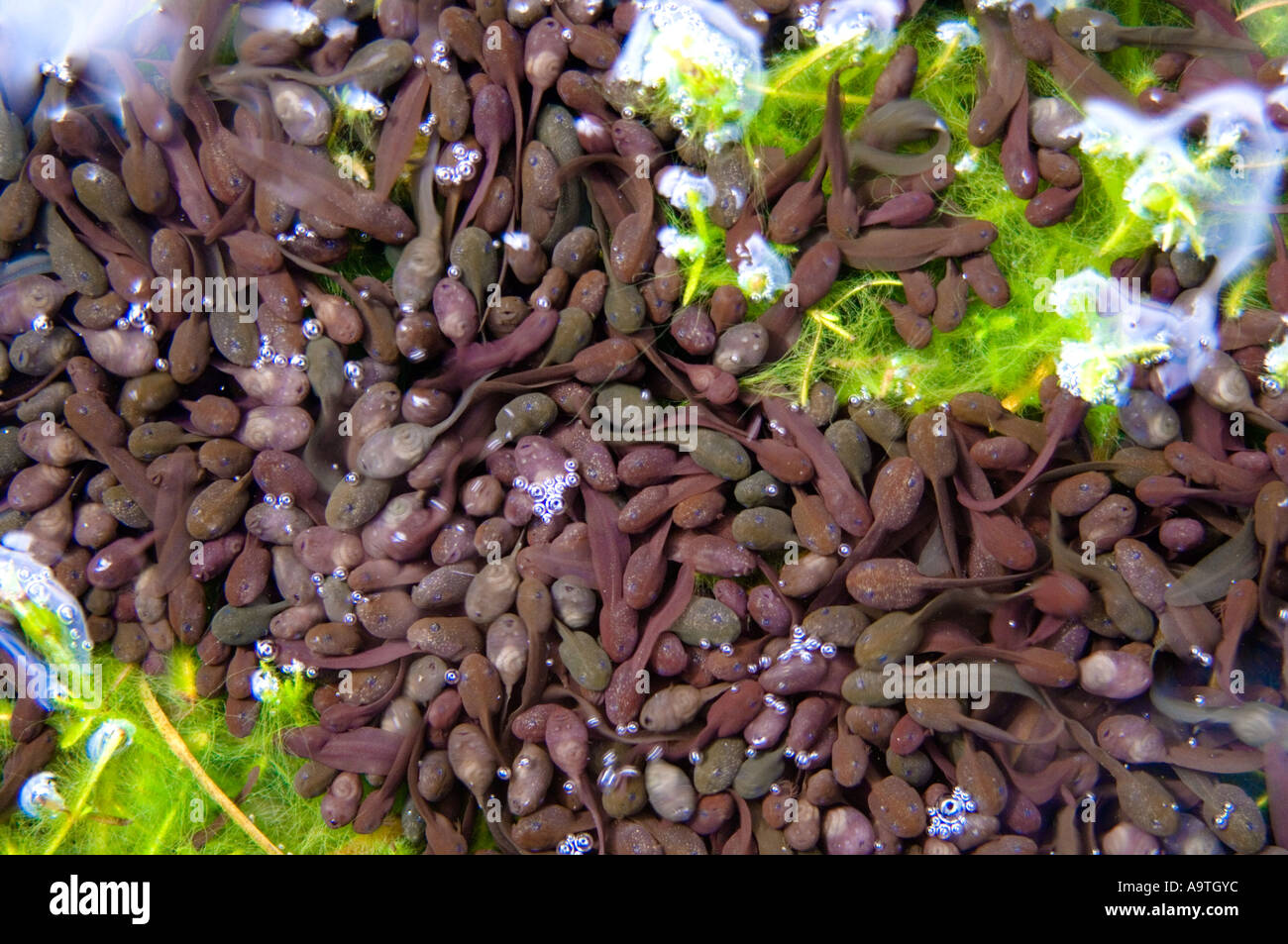 Tadpoles frog spawn amphibia hi-res stock photography and images - Alamy
