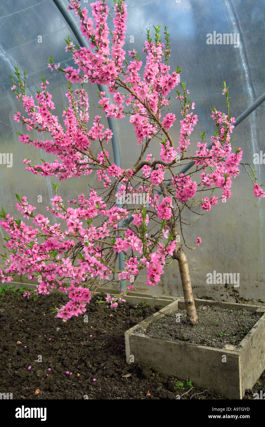 blooming peach tree growing inside polly tunnel Stock Photo - Alamy