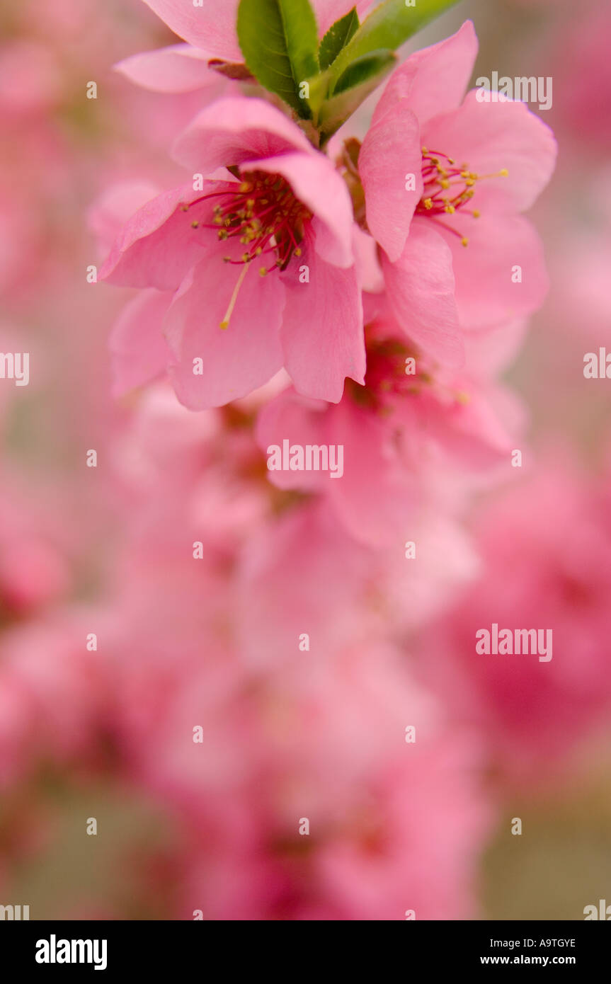 Polly tunnel hi-res stock photography and images - Alamy