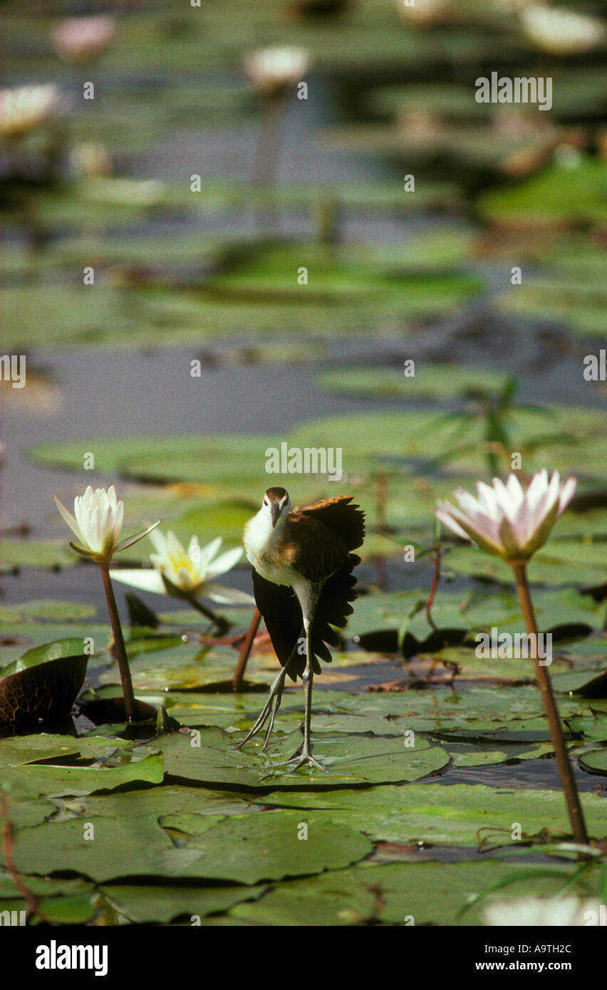 Lily trotter hi-res stock photography and images - Alamy