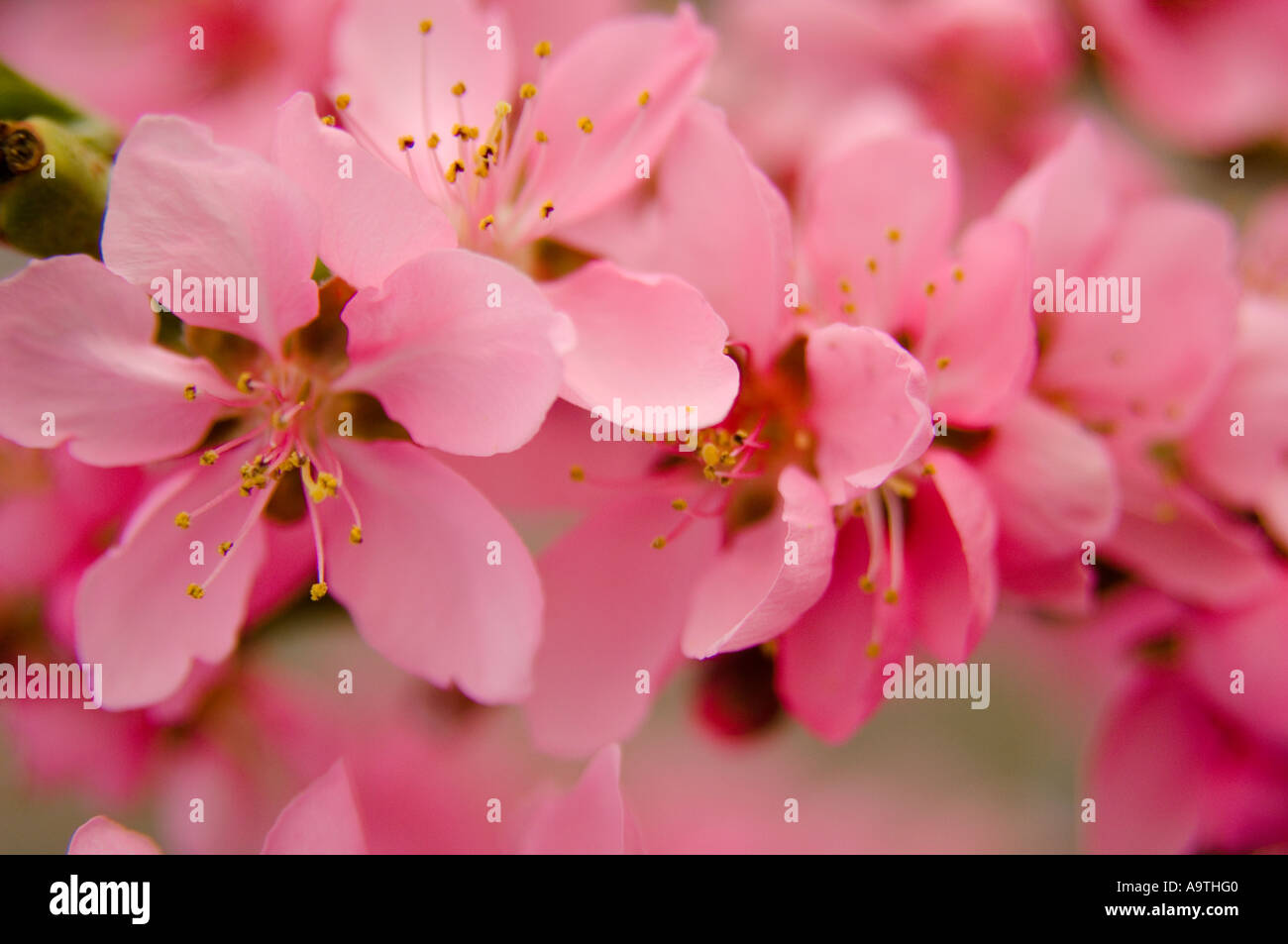 Polly Tunnel Stock Photos & Polly Tunnel Stock Images - Alamy