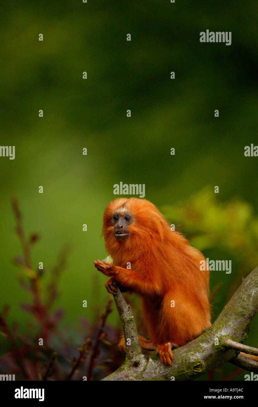 Golden Lion Tamarin Monkey Marwell Zoo eating fruit, Winchester ...