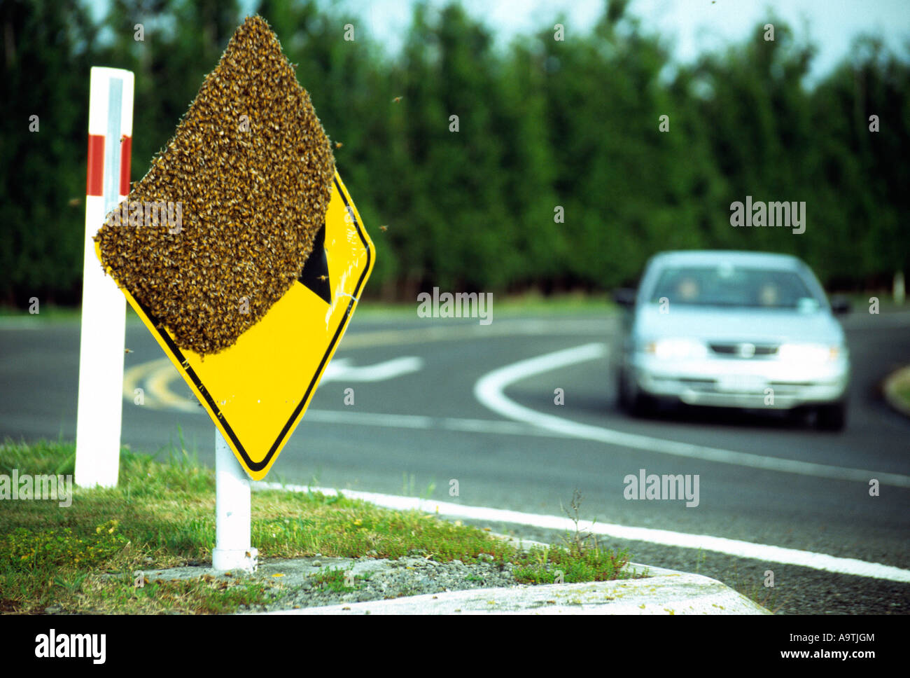 moving migrating bee swarming onto a traffic sign with car on the ...