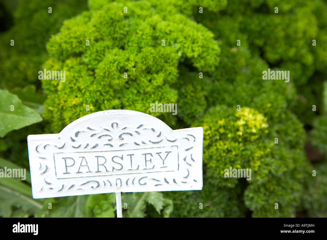 herb parsley with metal painted plant label Stock Photo - Alamy