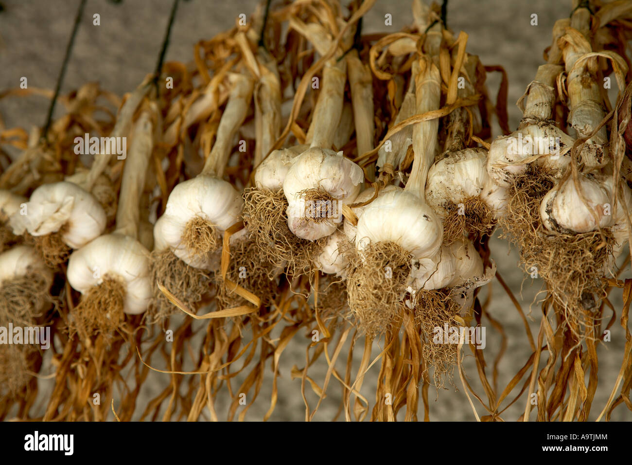 garlic hanging up to dry Stock Photo - Alamy