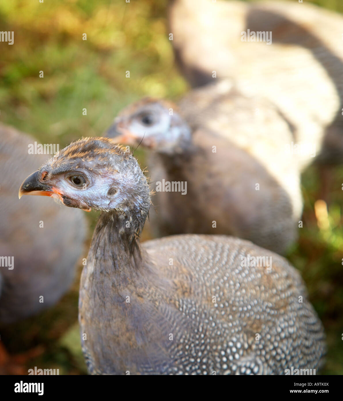 pair of young guinea fowl in garden Stock Photo - Alamy