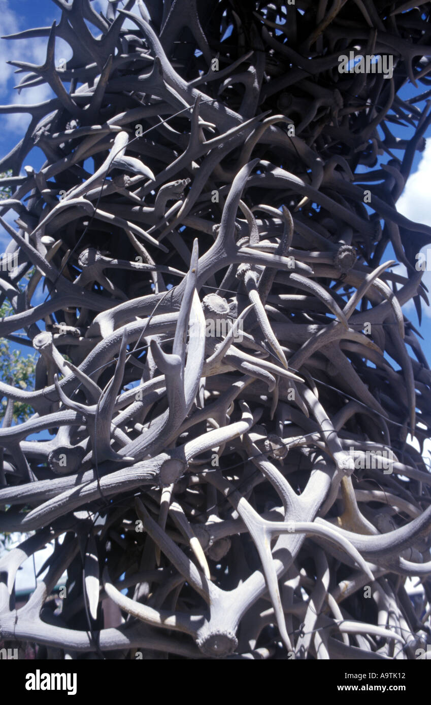 Stack of antlers hi-res stock photography and images - Alamy