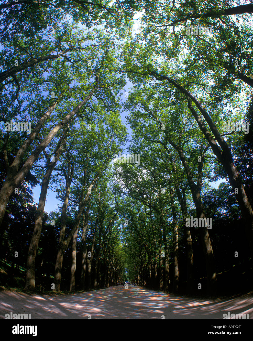 Along trees hi-res stock photography and images - Alamy