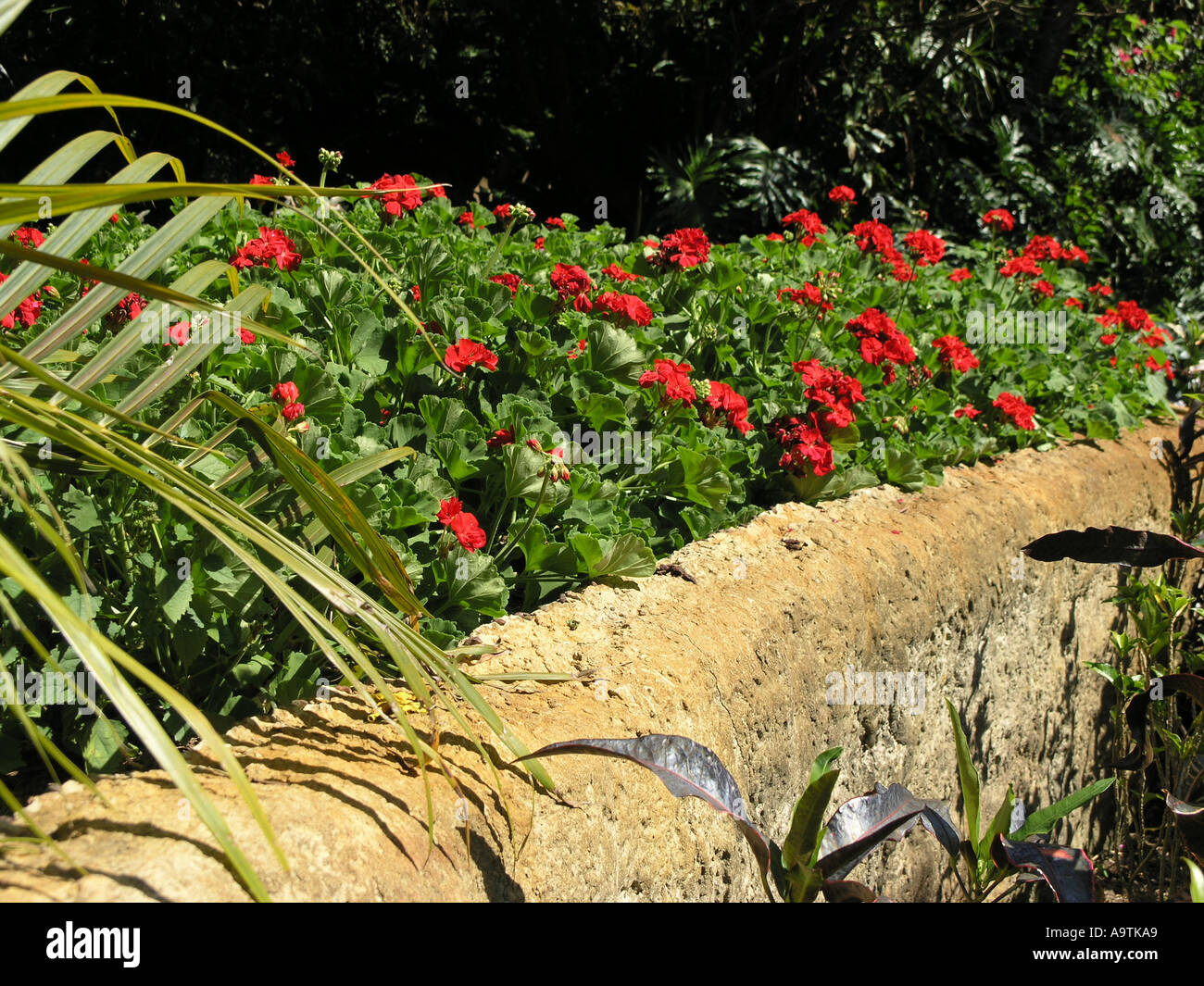 Red geraniums in garden border hi-res stock photography and images - Alamy
