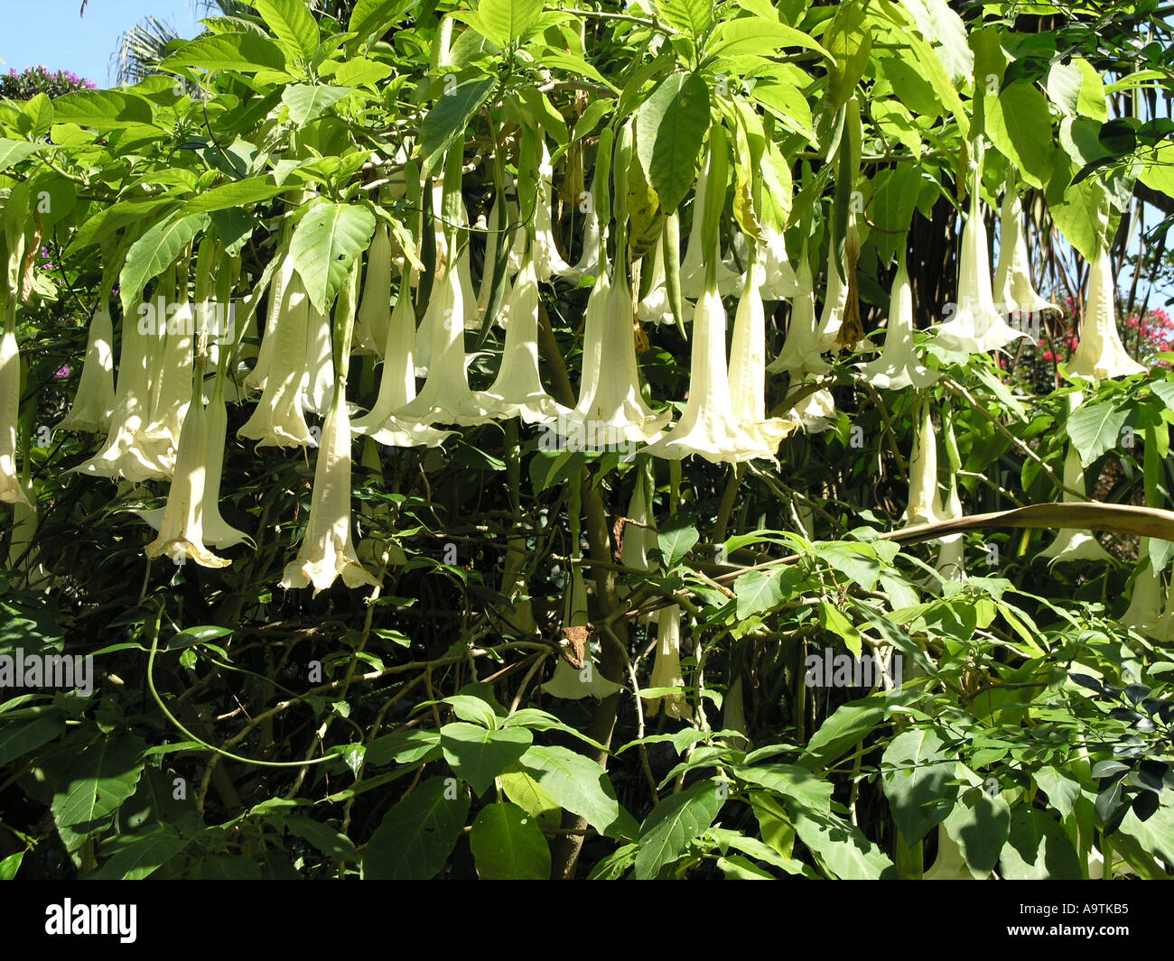 A unique display of bell shaped blooms create a centerpiece to a ...