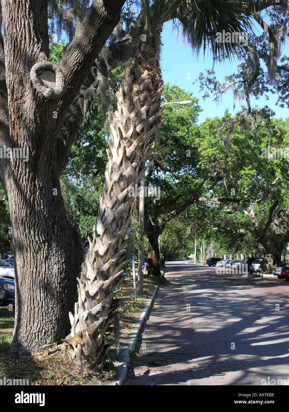 Tropical oak and palm join to create a unique shape along a street in ...