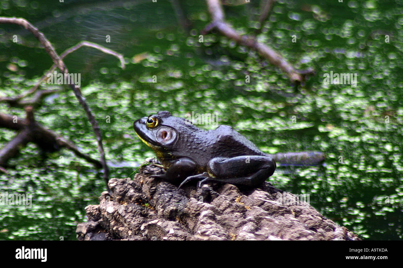 A big old bullfrog Stock Photo - Alamy