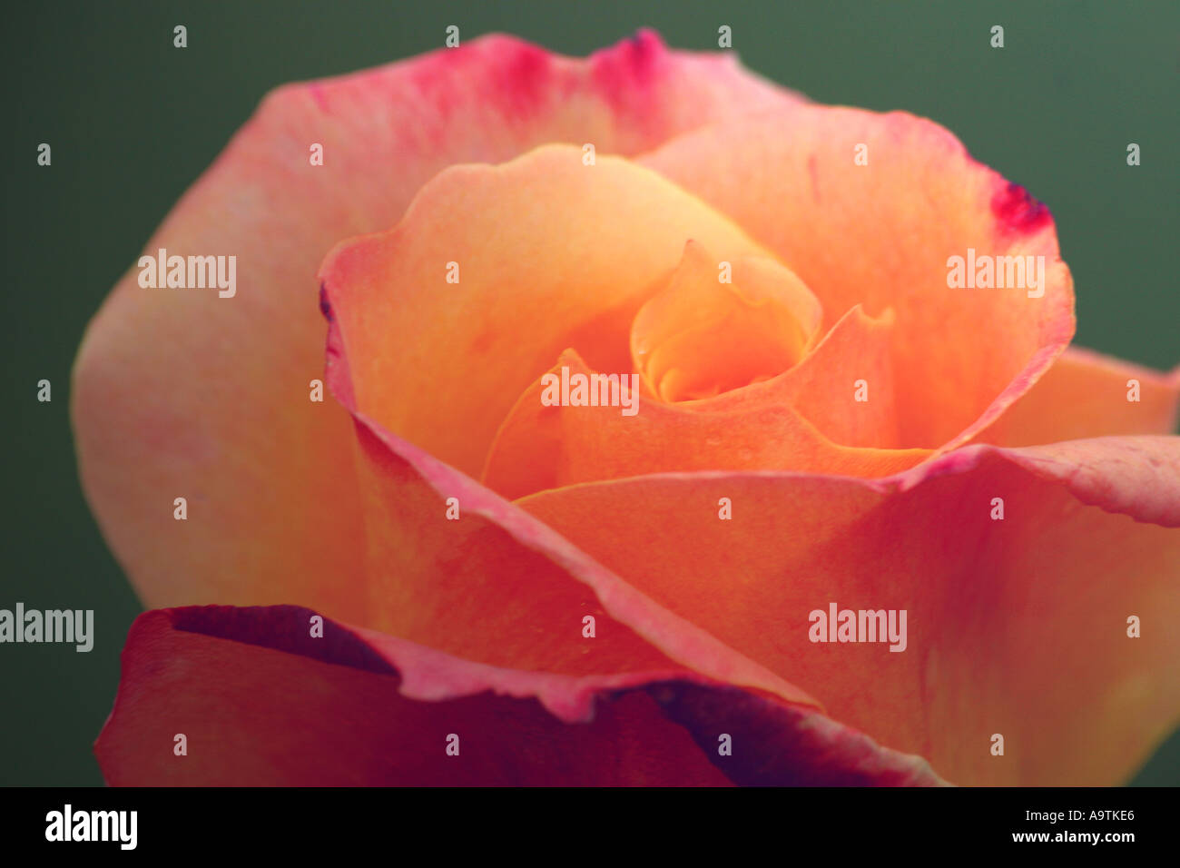 Broadway rose hi-res stock photography and images - Alamy