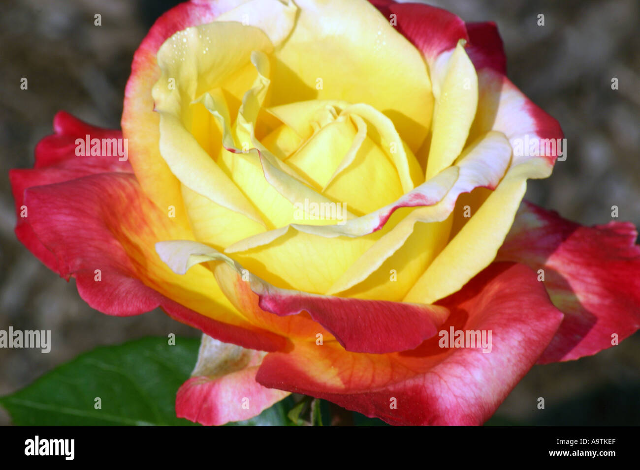 Broadway rose hi-res stock photography and images - Alamy