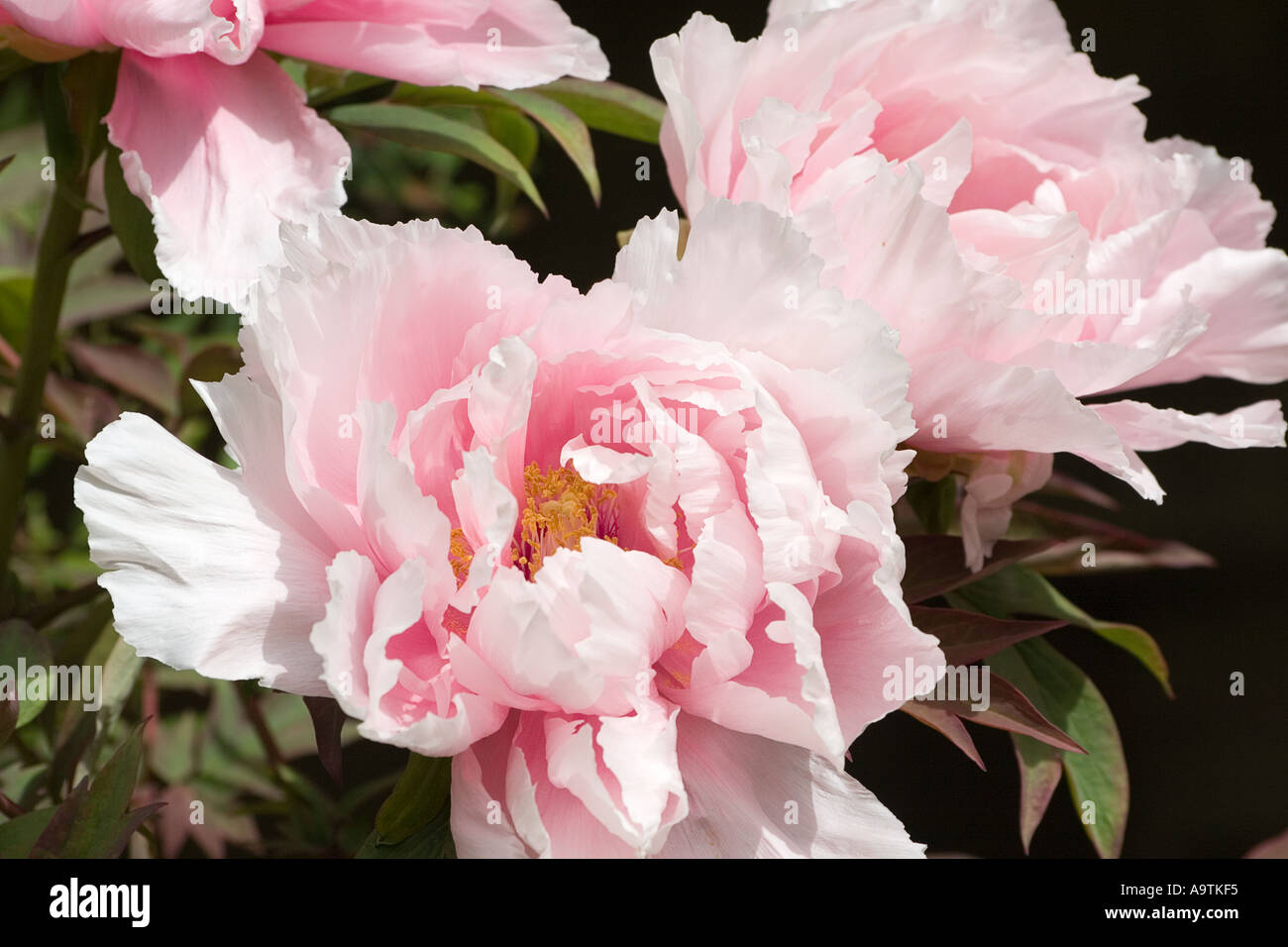 Tree peony Duchess of Marlborough in flower in late spring Stock Photo ...