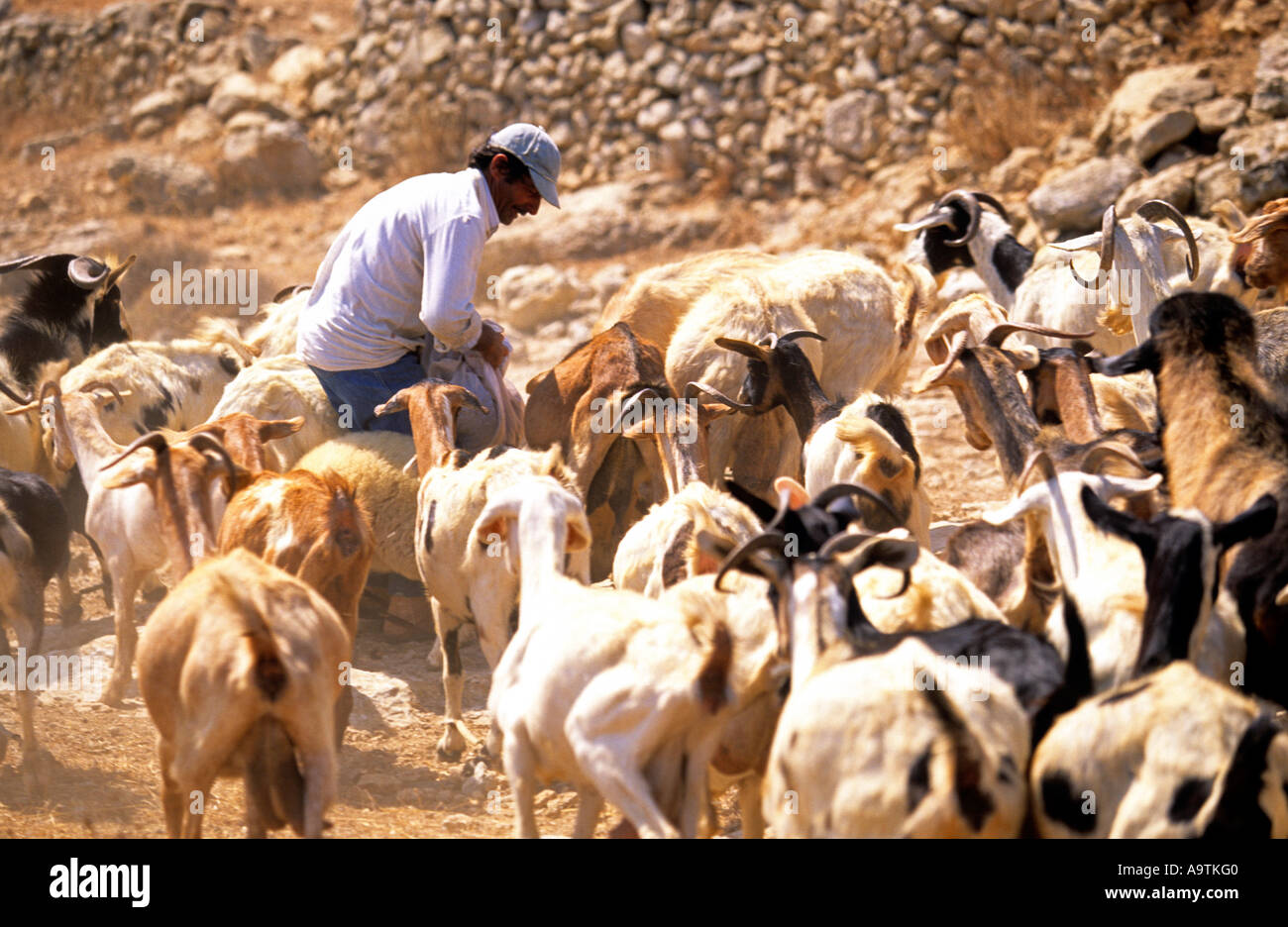 Greek shepherd hi-res stock photography and images - Alamy