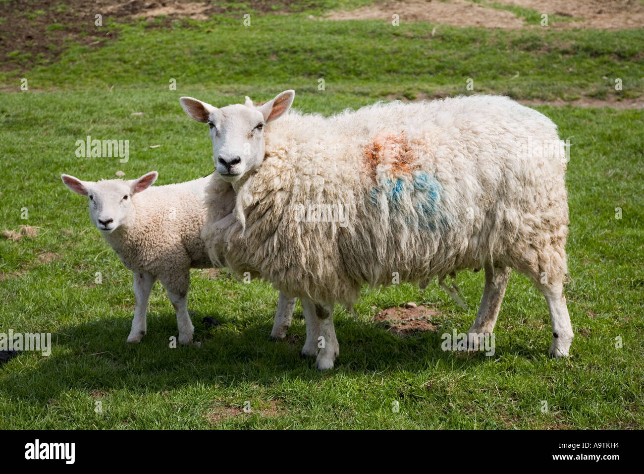 Lamb with mother sheep ready for shearing with marked fleece Wales UK ...