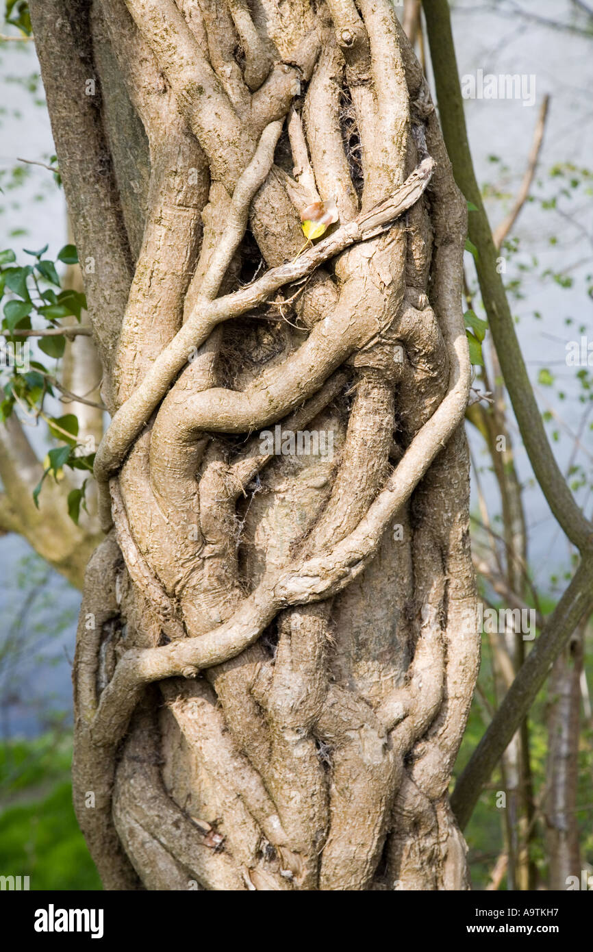 Thick ivy Hedera spp stems climbing tree trunk and killing it by ...
