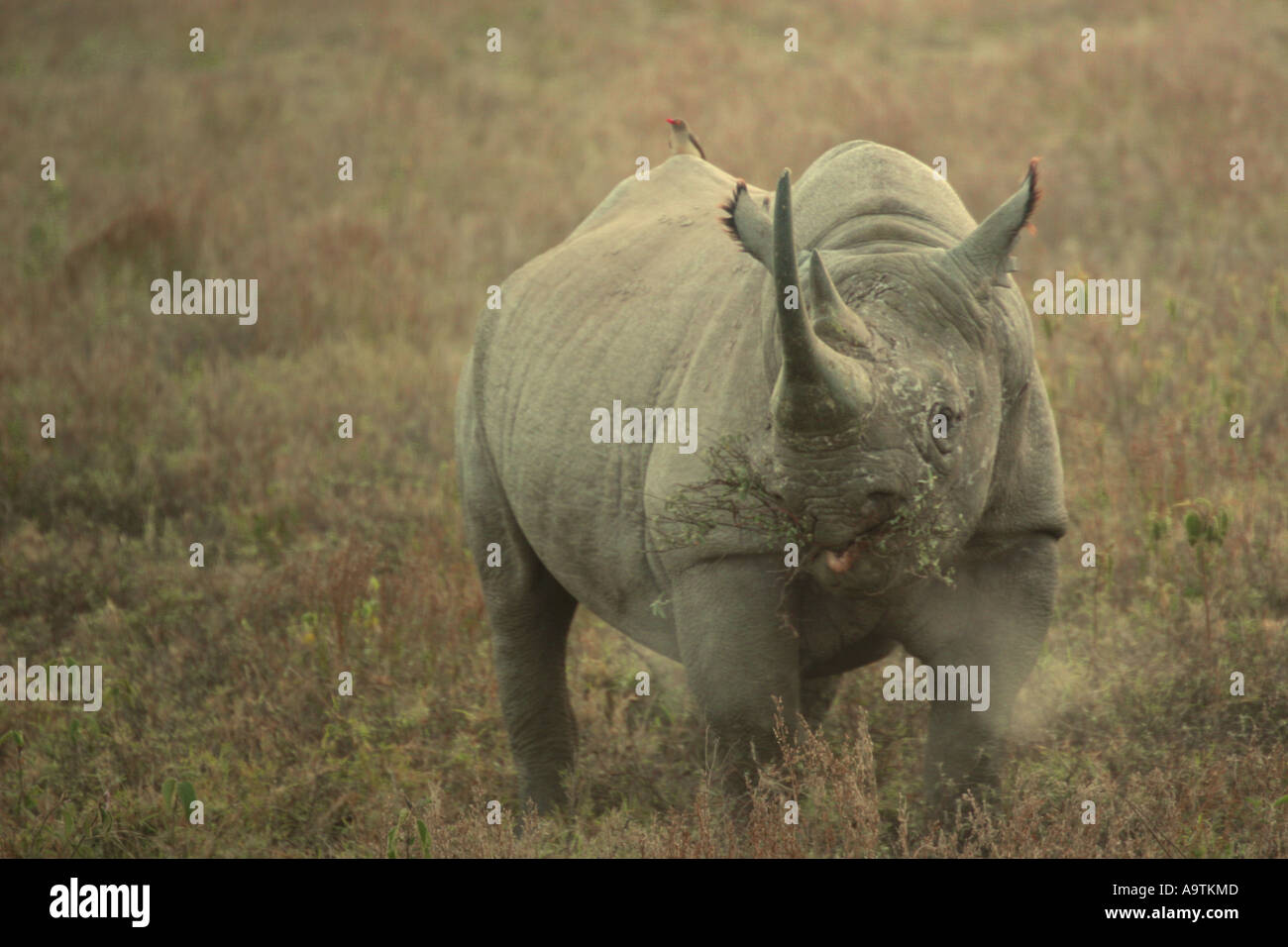 Black rhinocerous rhino kenya hi-res stock photography and images - Alamy