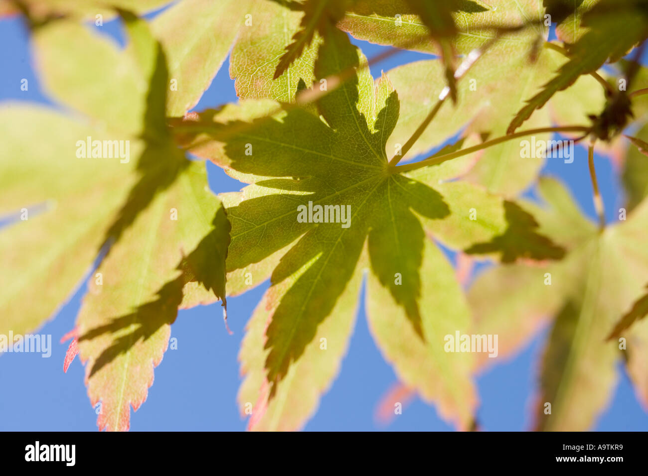 Sun is shining spring Cut Out Stock Images & Pictures - Alamy