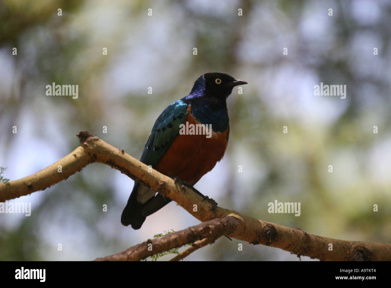 Starling colours hi-res stock photography and images - Alamy