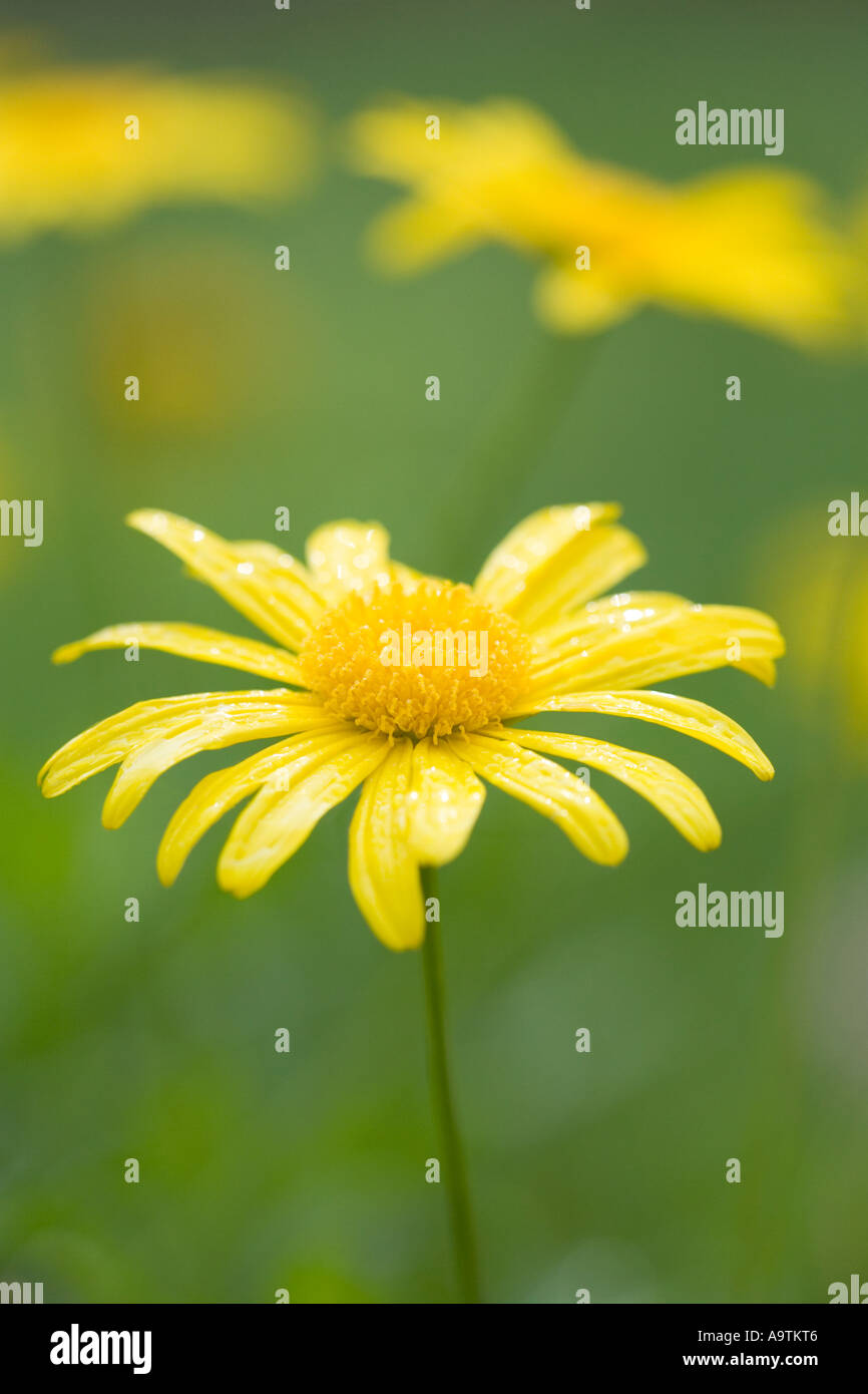 Marguerite daisy argyranthemum frutescens hi-res stock photography and ...