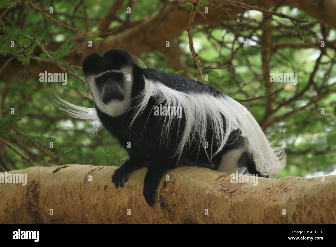 Colobus monkey on a branch, Lake Naivasha, Kenya Stock Photo - Alamy