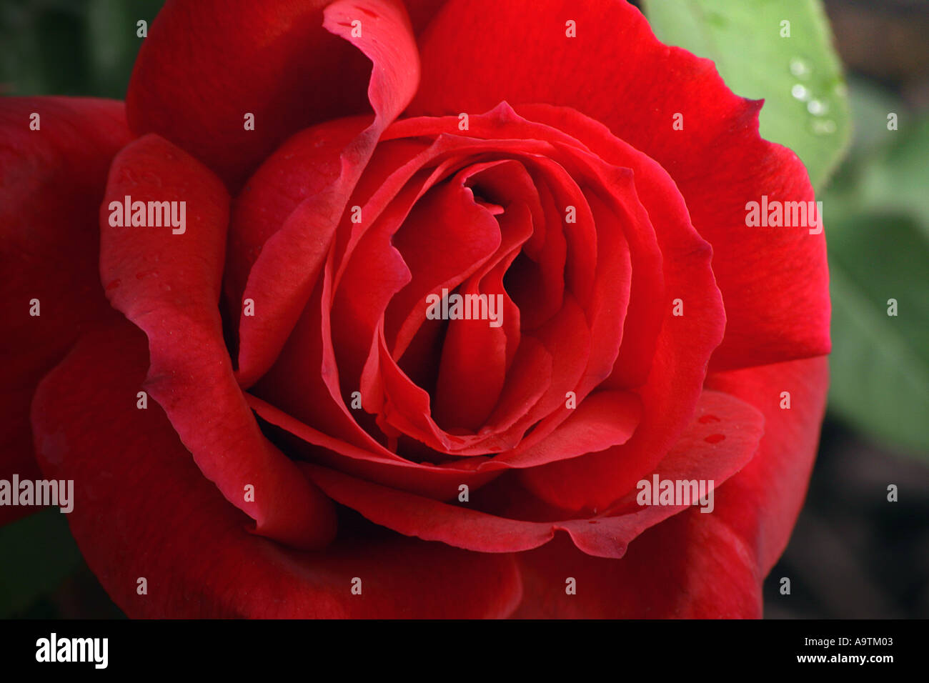 Chrysler imperial rose hi-res stock photography and images - Alamy