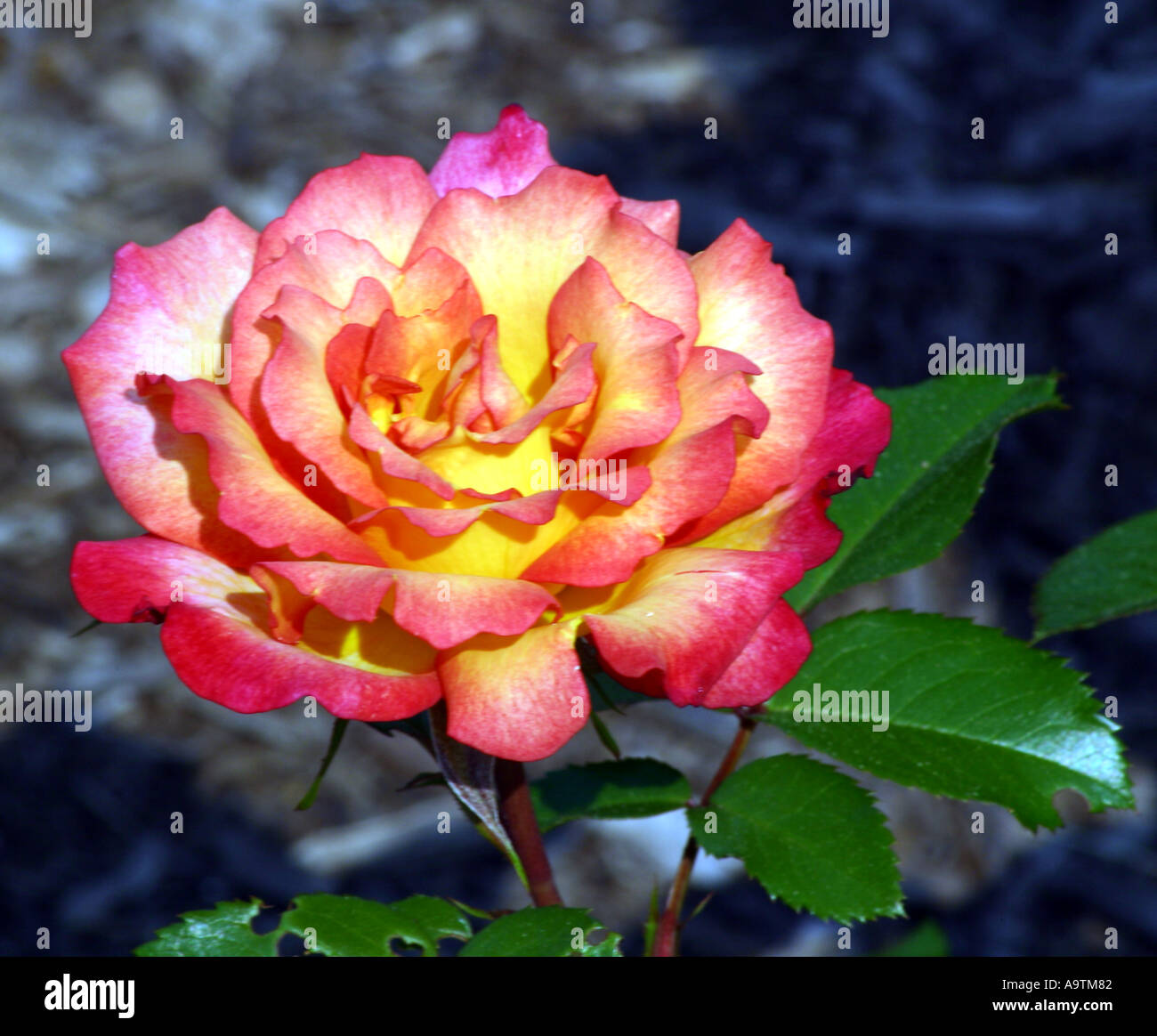 How To Grow Rainbow Roses