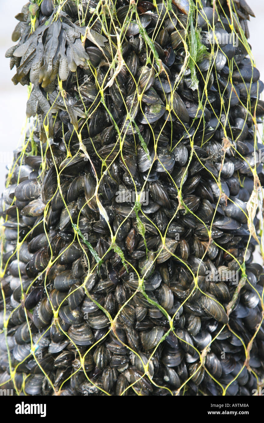 Mussel poles hi-res stock photography and images - Alamy