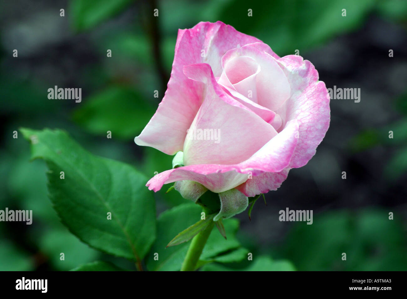 A Sweet Surrender Hybrid Tea Rose Stock Photo - Alamy