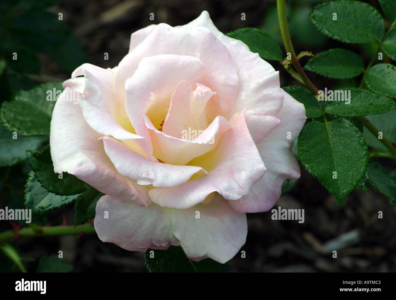 Elle Hybrid Tea rose Stock Photo - Alamy