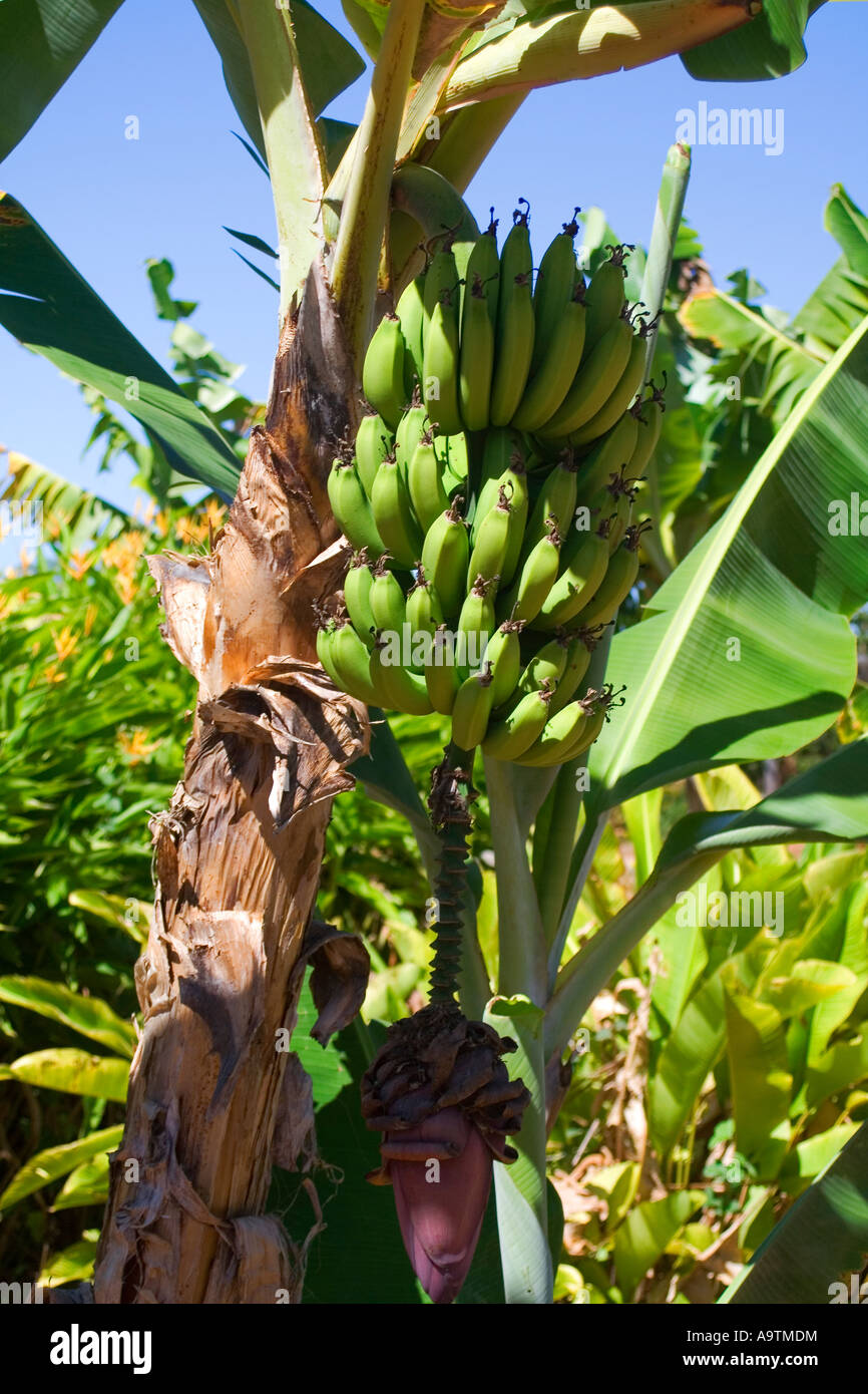 Banana cluster hi-res stock photography and images - Alamy