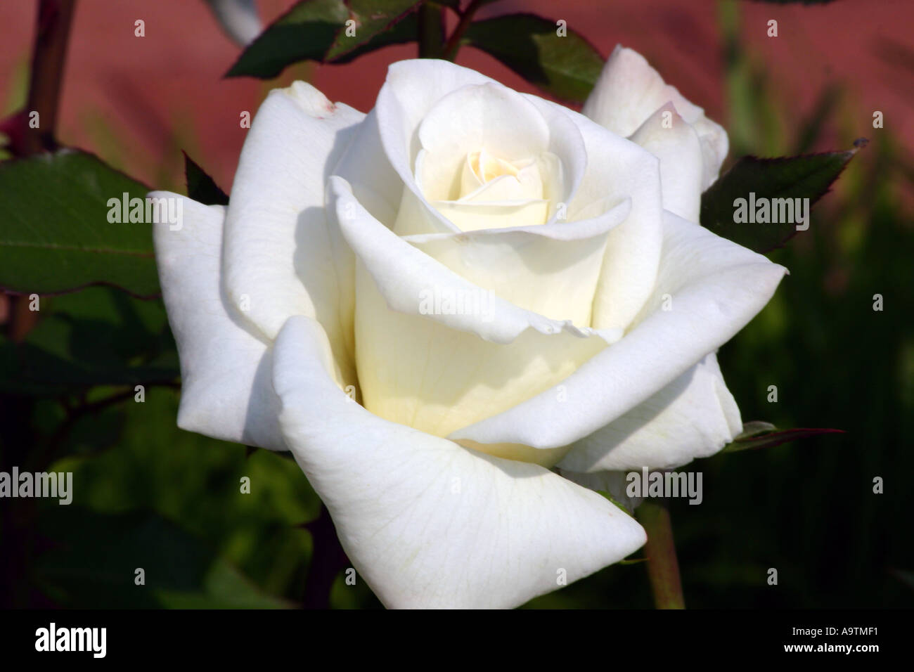A white John F Kennedy Hybrid Tea rose Stock Photo - Alamy