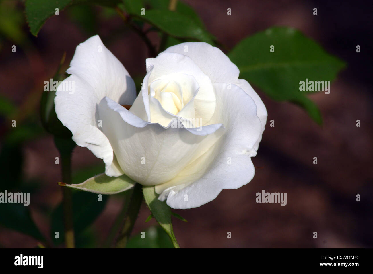 Peace tea rose hi-res stock photography and images - Alamy