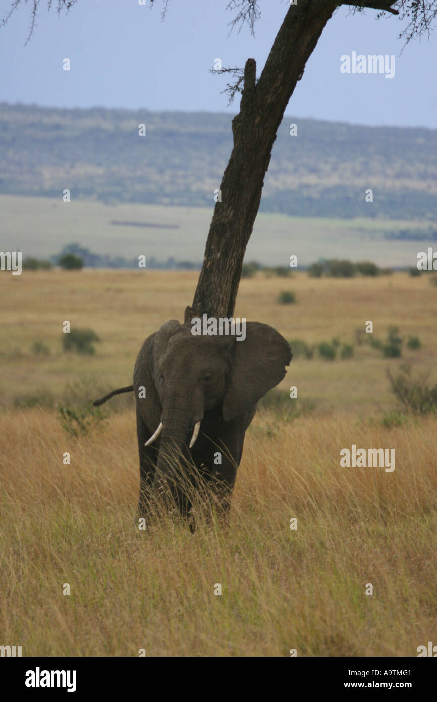 Elephant scratching on tree in Masai savannah Stock Photo - Alamy