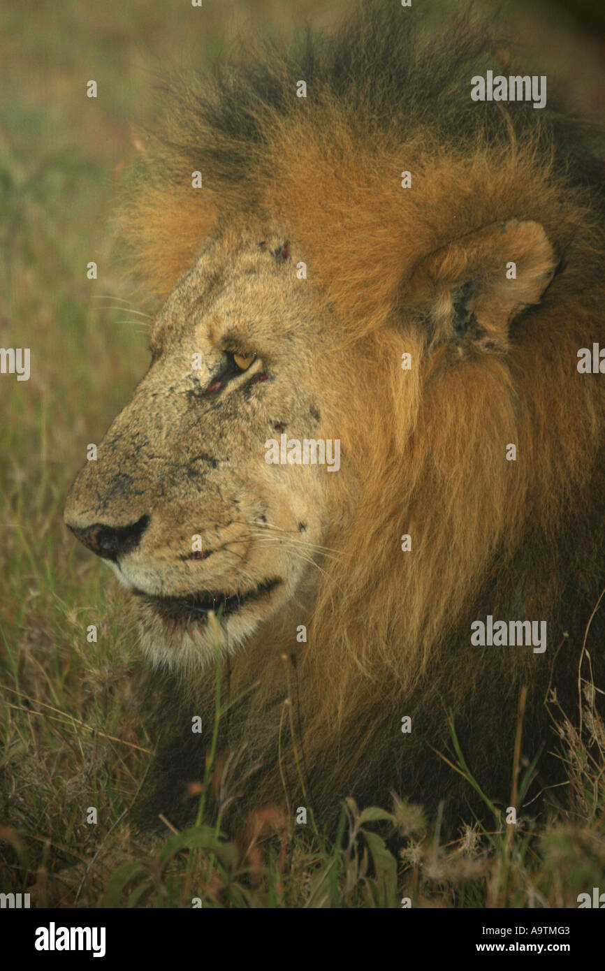 Old male lion hi-res stock photography and images - Alamy