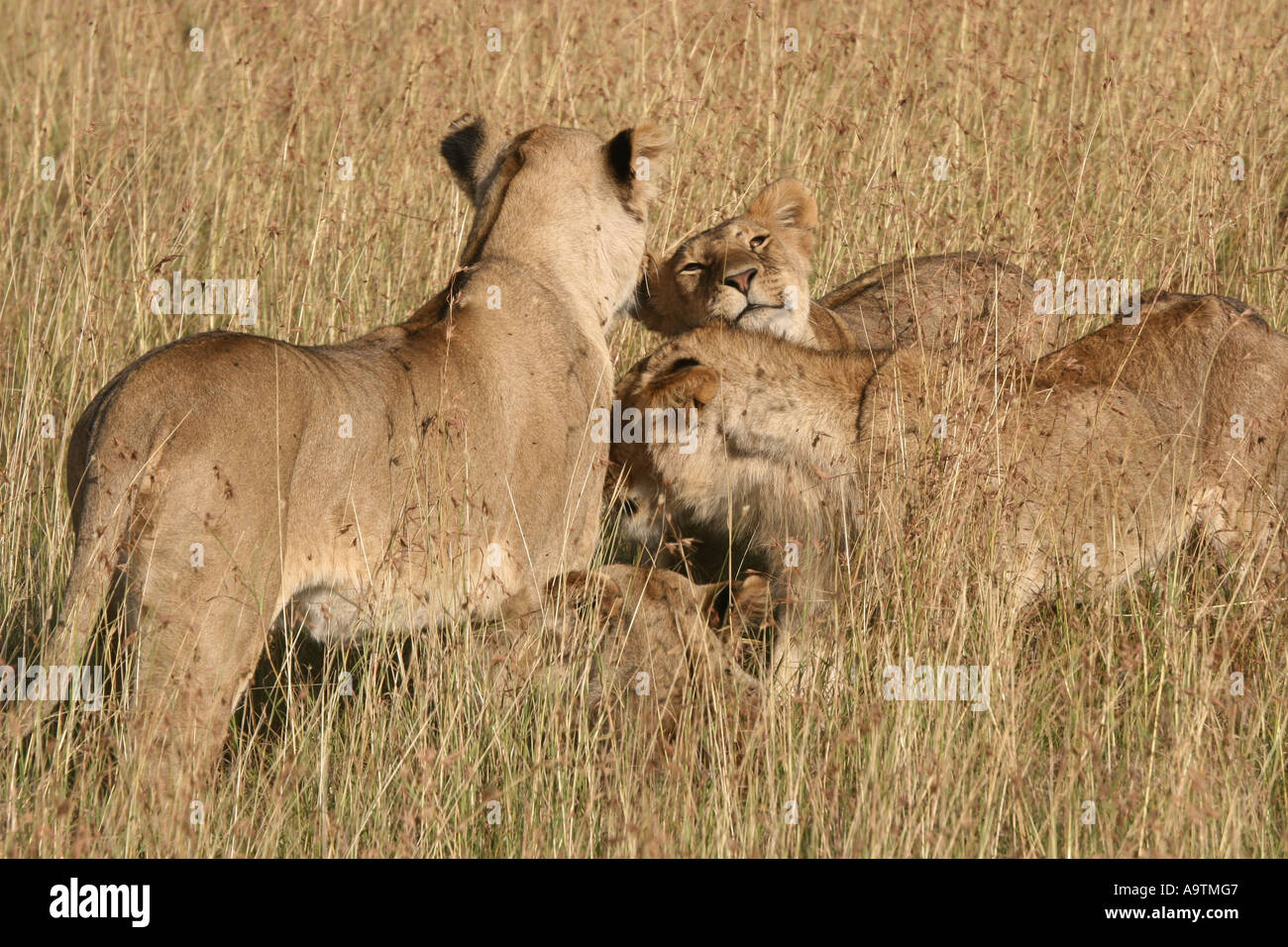 Lions touching hi-res stock photography and images - Alamy