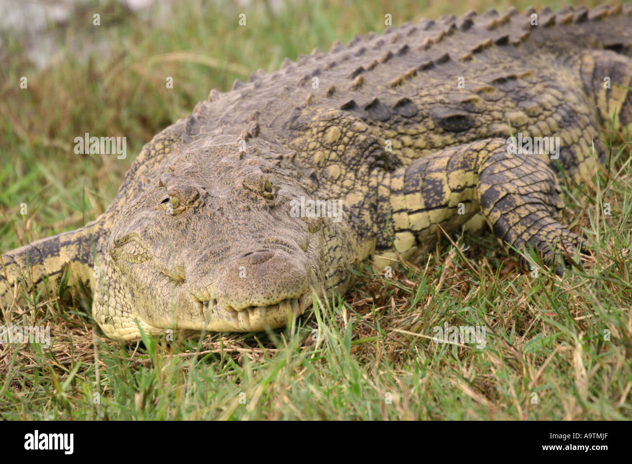 Nile crocodile walking hi-res stock photography and images - Alamy