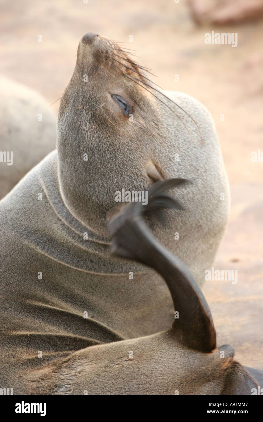 Seal scratching at Cape Cross Seal Reserve Stock Photo - Alamy