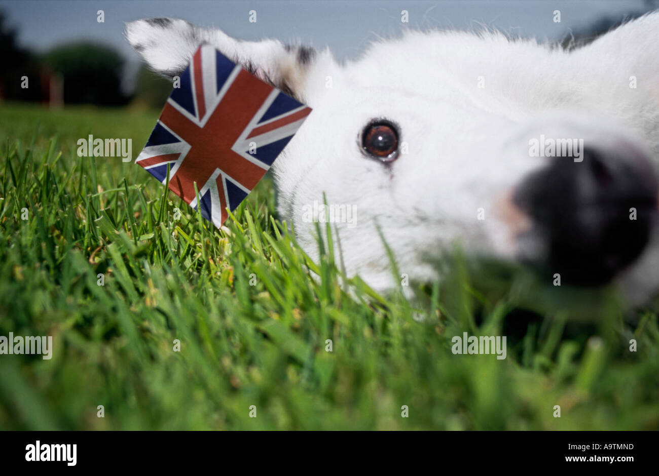 Collie with eye patch hi-res stock photography and images - Alamy