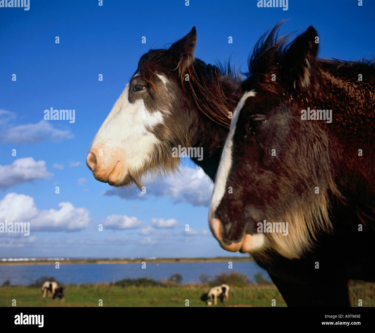 horses grazing on the marshes near Higham Kent Stock Photo - Alamy