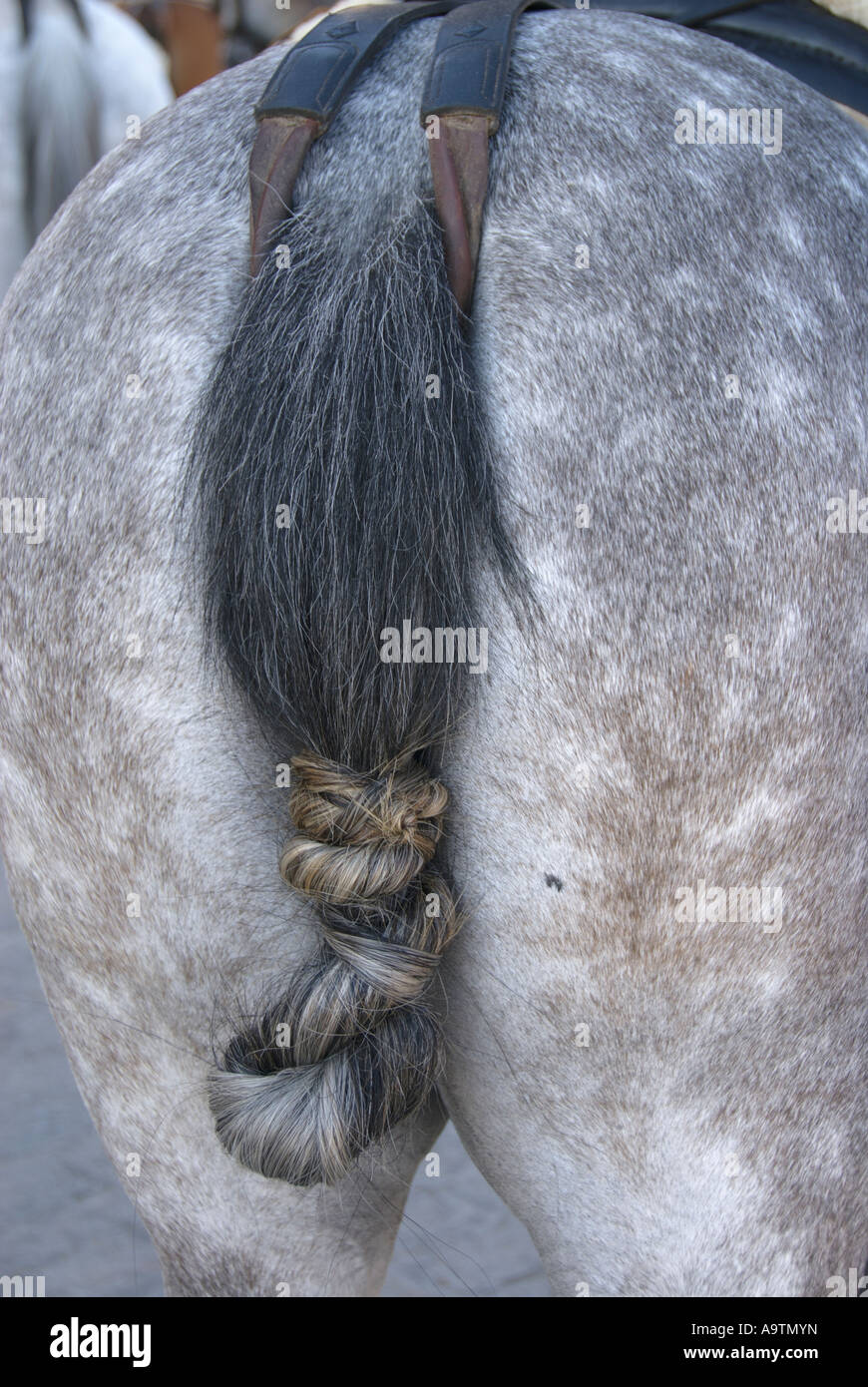 Plaited tail hi-res stock photography and images - Alamy