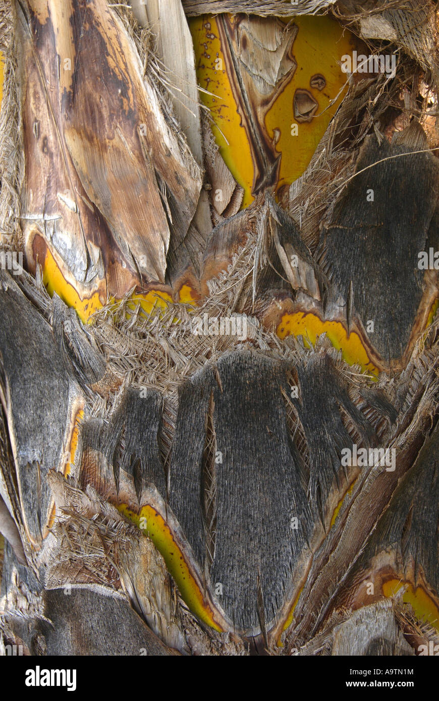 Palm Tree Bark Stock Photo - Alamy